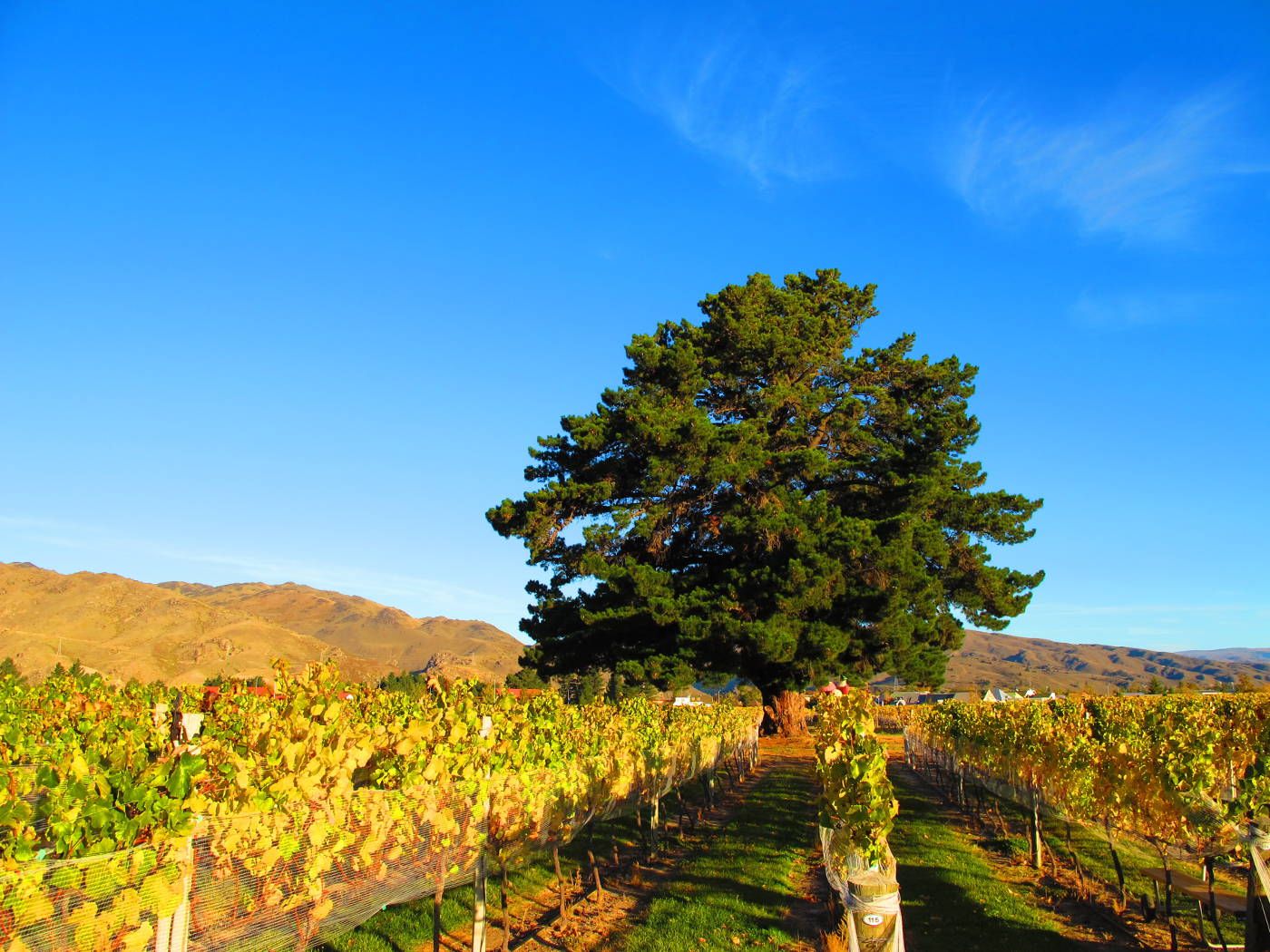 Tom Cannavan Visits Wooing Tree – Wooing Tree